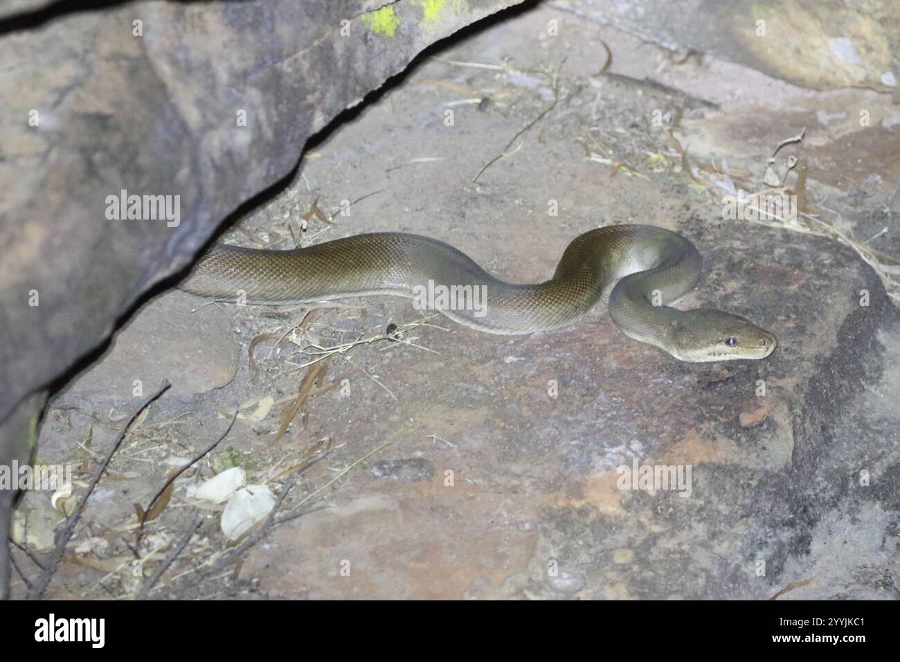 Liasis hi-res stock photography and images - Alamy