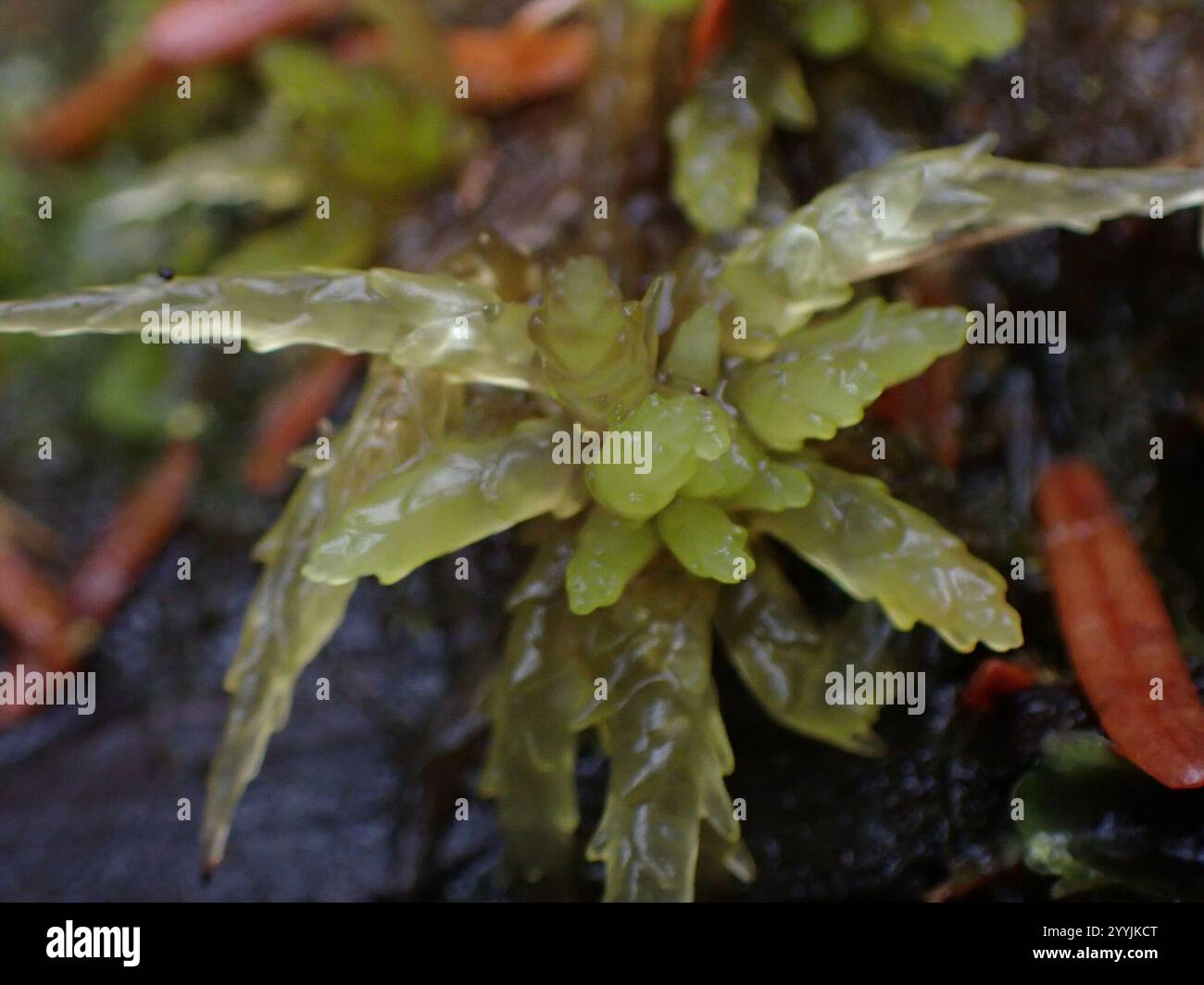 Papillose peatmoss hi-res stock photography and images - Alamy
