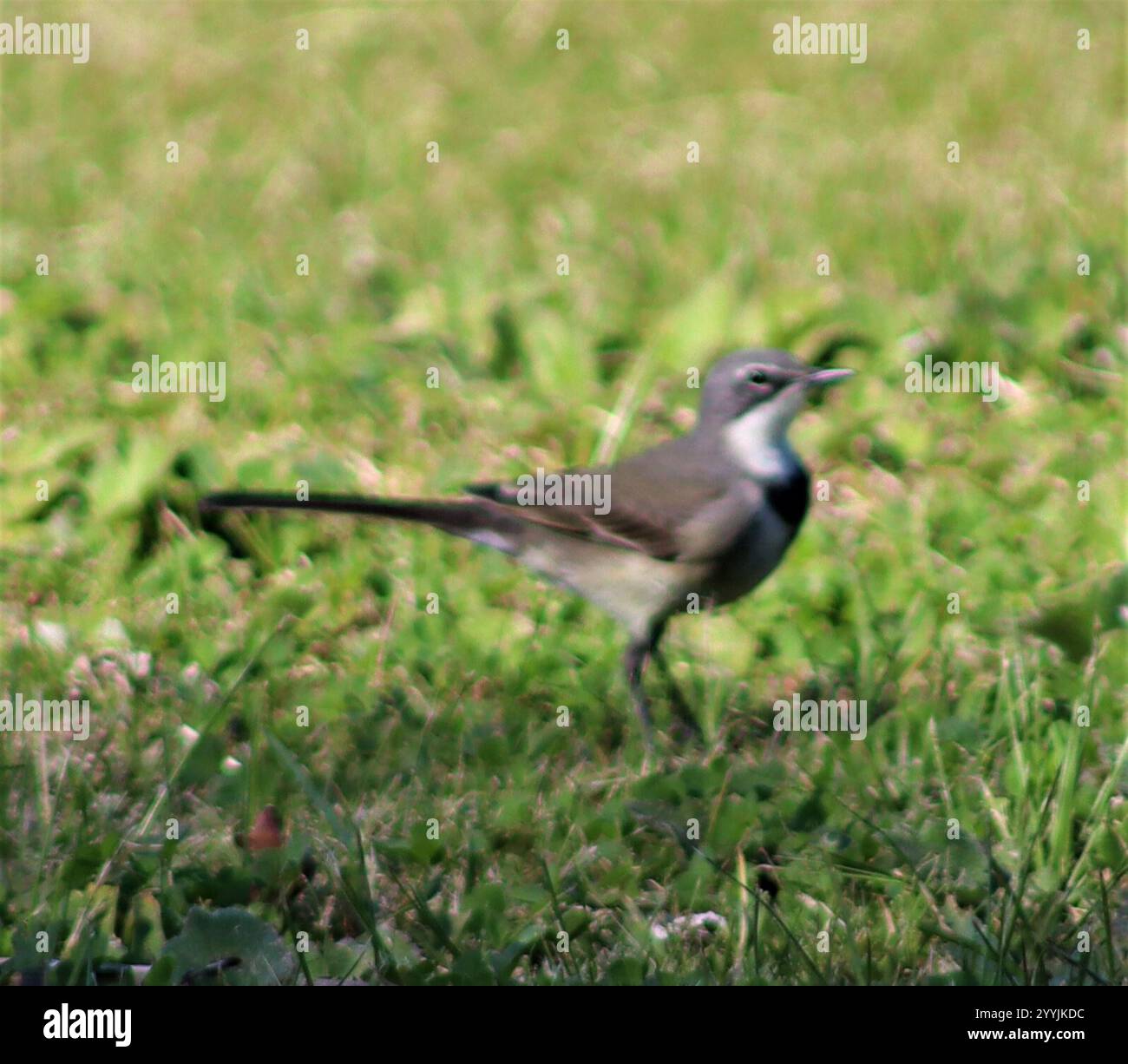 Common Cape Wagtail (Motacilla capensis capensis Stock Photo - Alamy