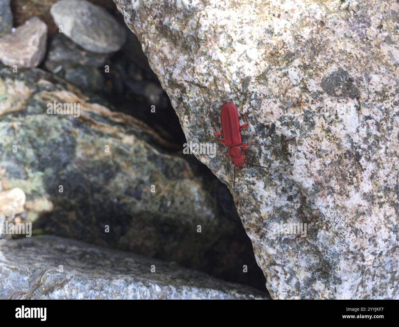 Cucujus clavipes hi-res stock photography and images - Alamy