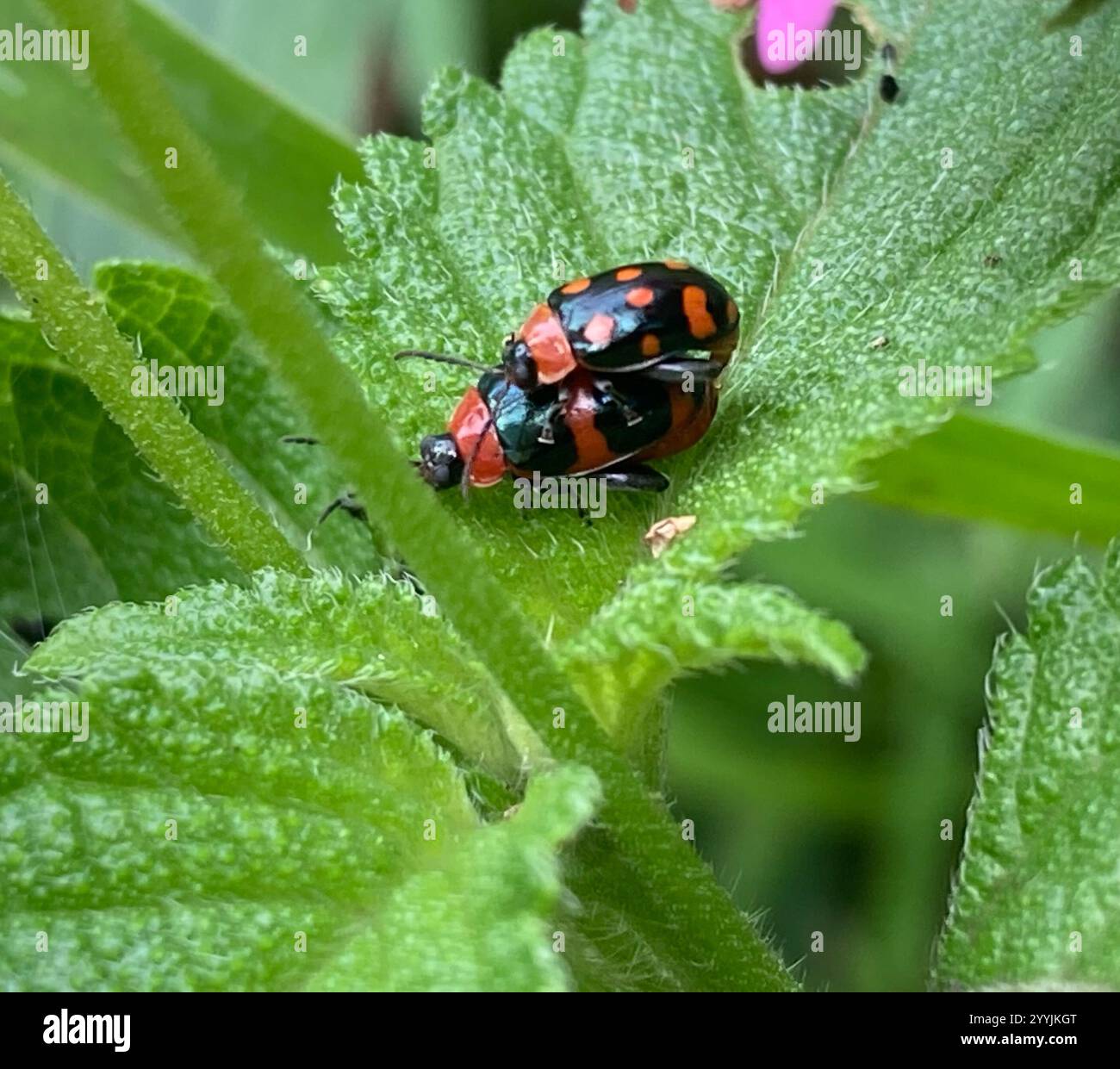 Alagoasa hi-res stock photography and images - Alamy