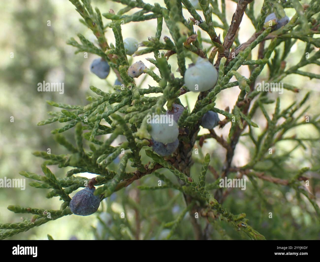 Rocky Mountain Juniper (Juniperus scopulorum Stock Photo - Alamy