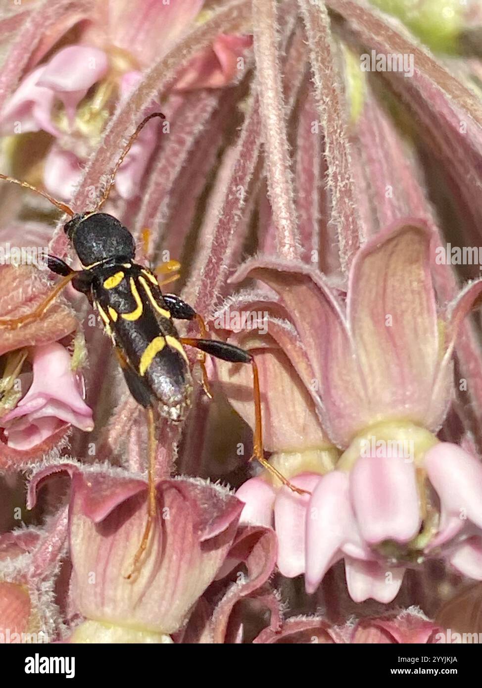 Round-necked Longhorn Beetle (Clytus ruricola Stock Photo - Alamy