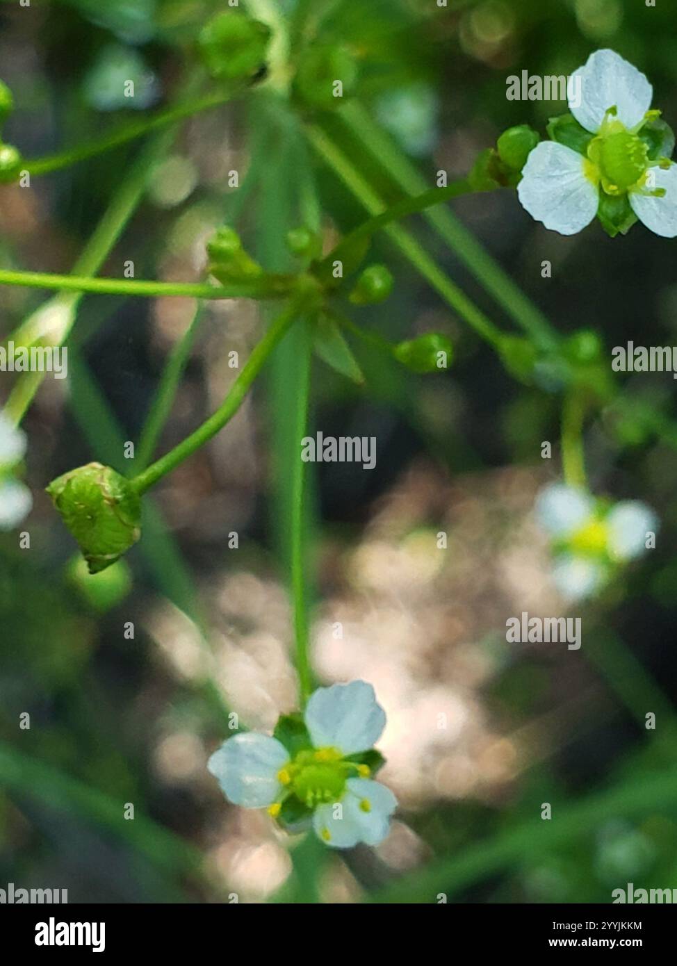 northern water-plantain (Alisma triviale Stock Photo - Alamy