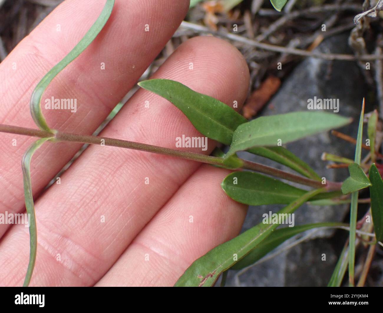 Penstemon confertus hi-res stock photography and images - Alamy