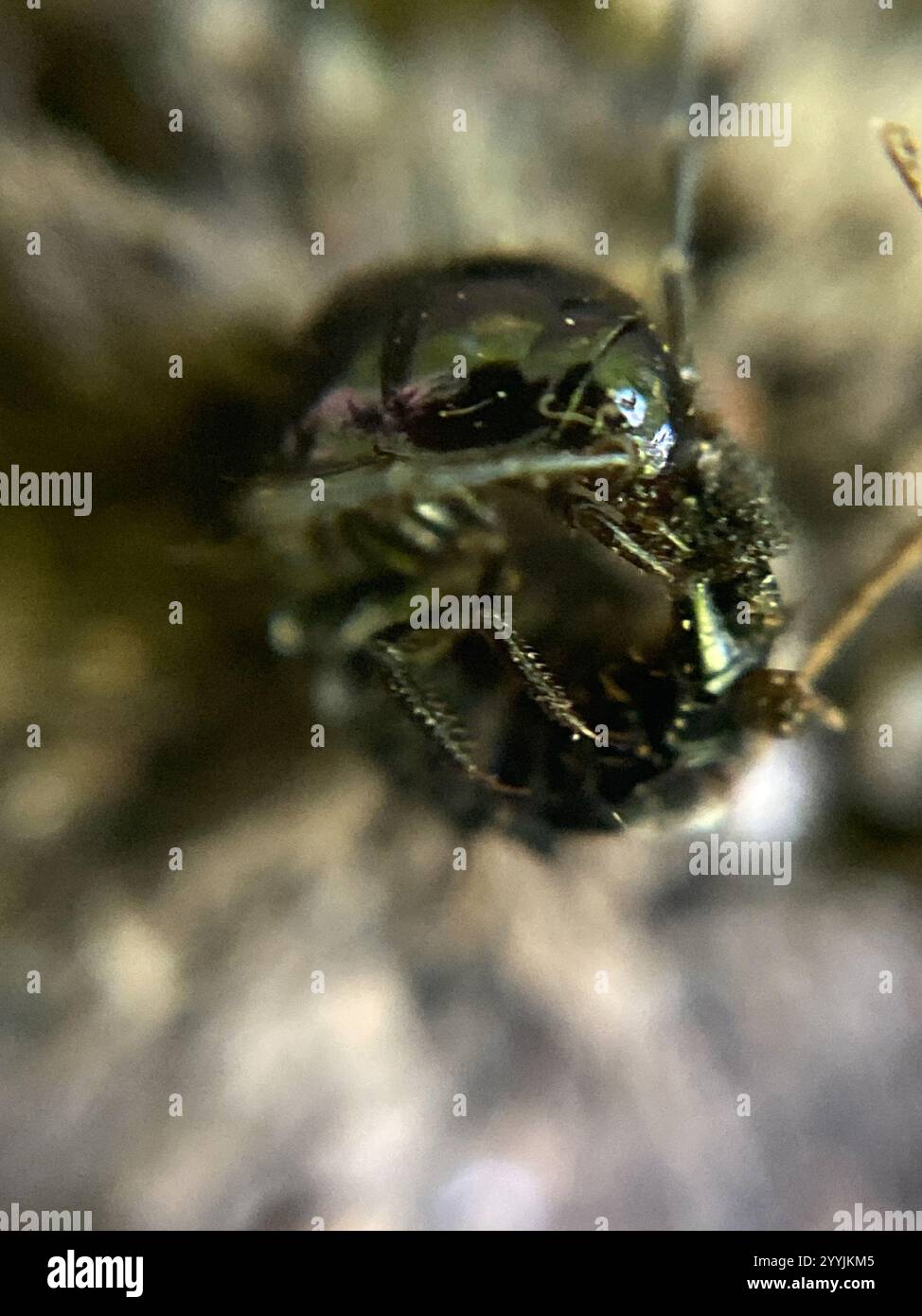 Burying and Carrion Beetles (Silphidae Stock Photo - Alamy