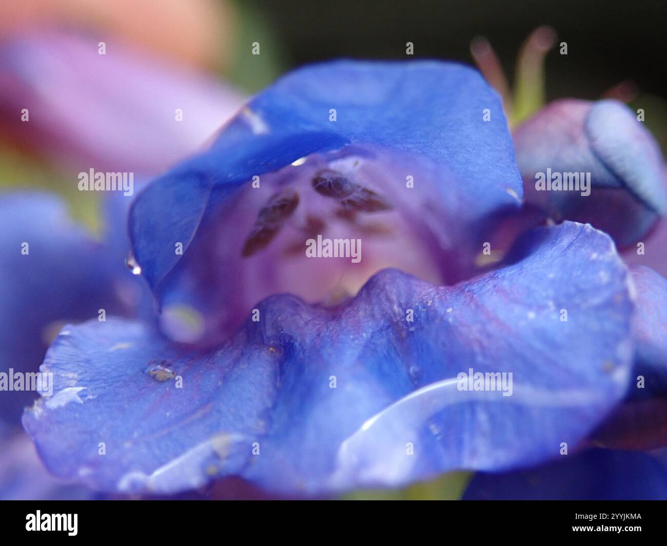 Cary's Beardtongue (Penstemon caryi Stock Photo - Alamy