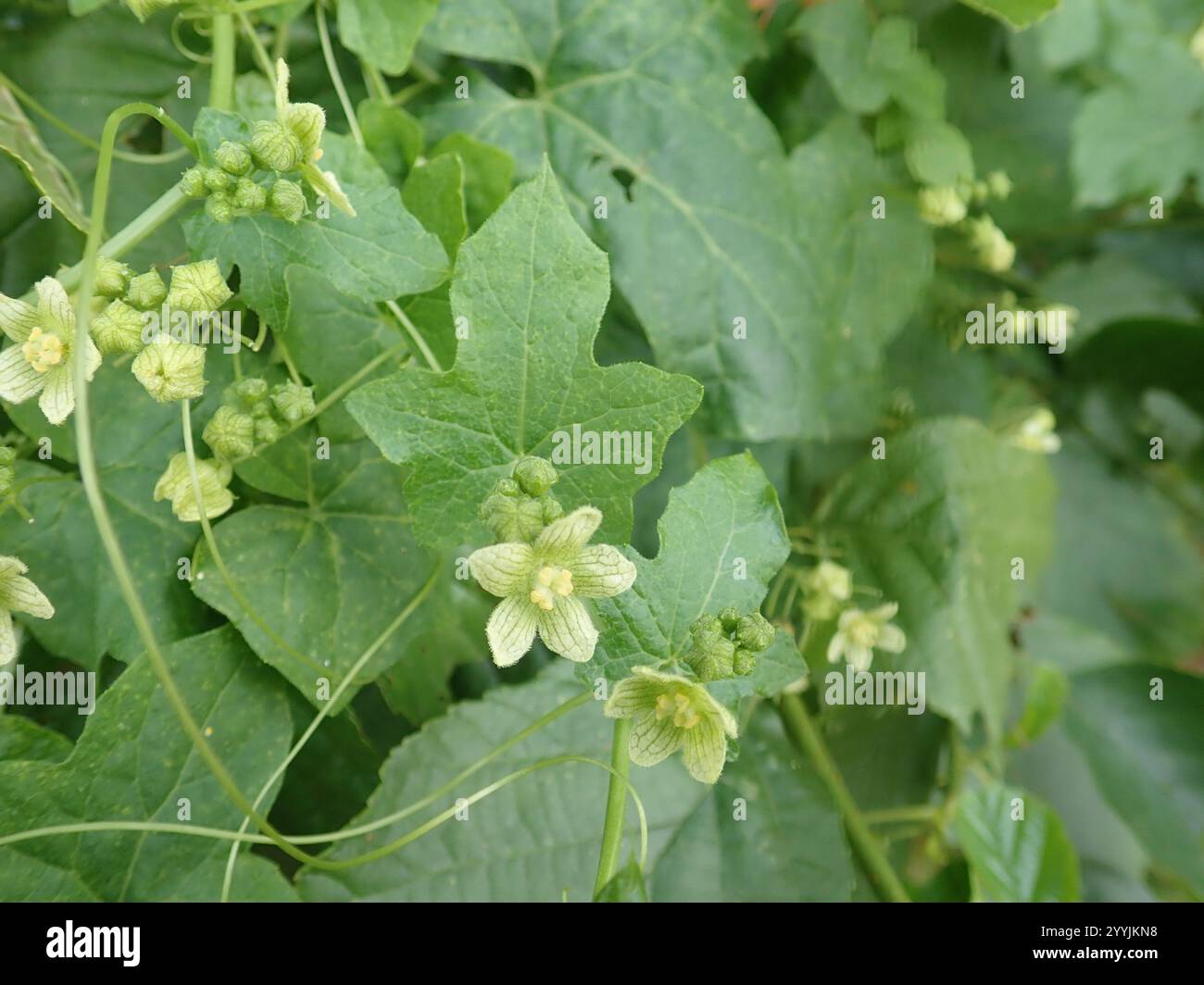 White Bryony (Bryonia cretica Stock Photo - Alamy
