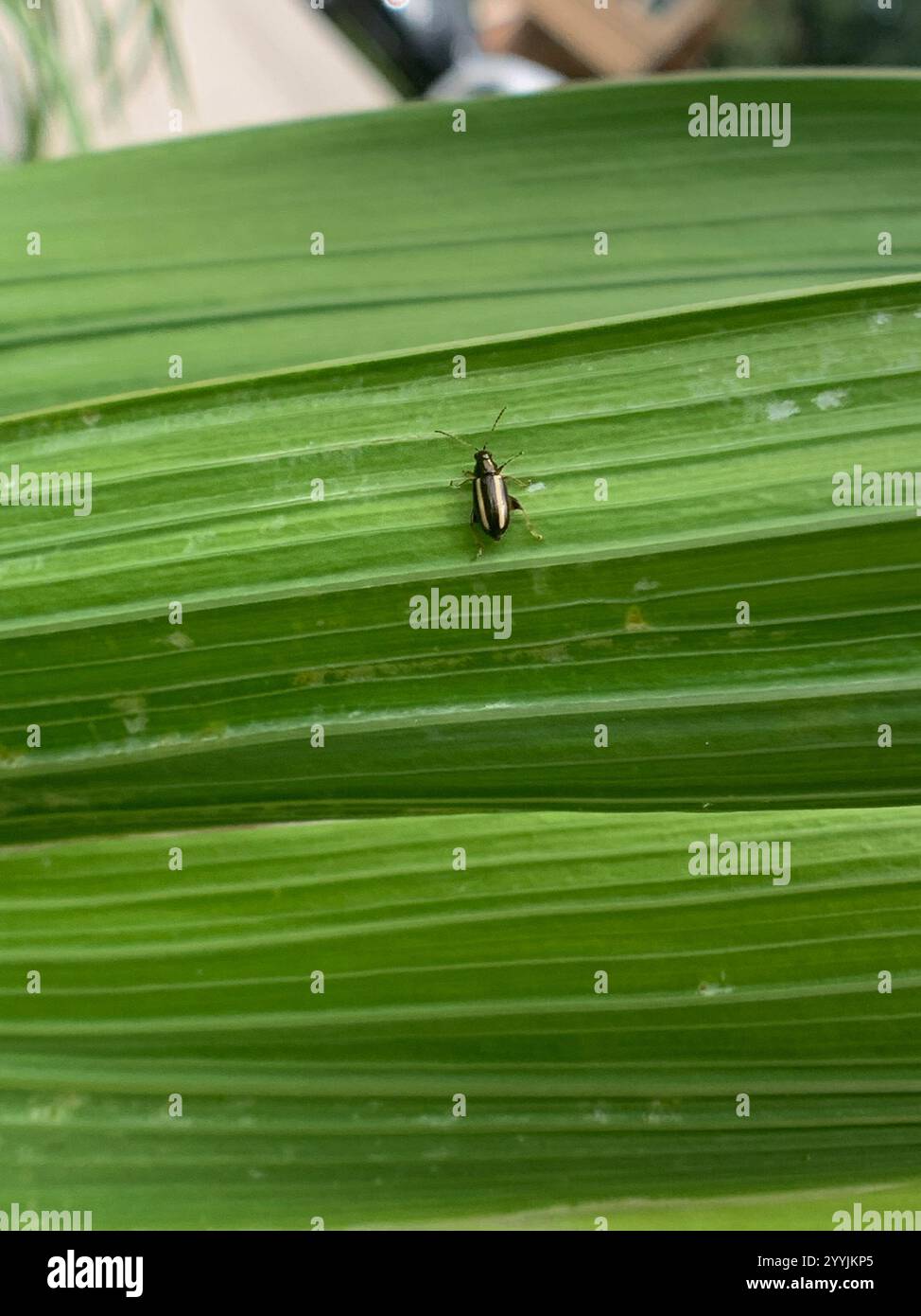 Elongate Flea Beetle (Systena elongata Stock Photo - Alamy