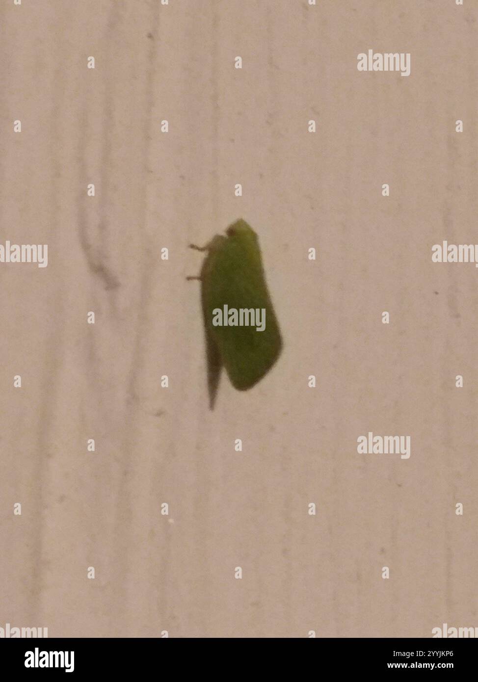 Green Cone-headed Planthopper (Acanalonia conica Stock Photo - Alamy