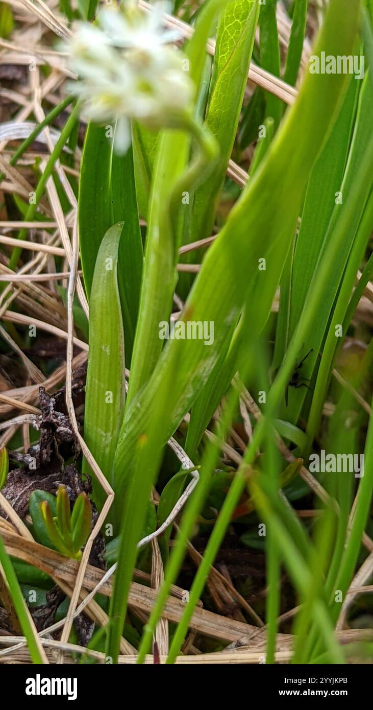 Sticky False Asphodel (Triantha glutinosa Stock Photo - Alamy