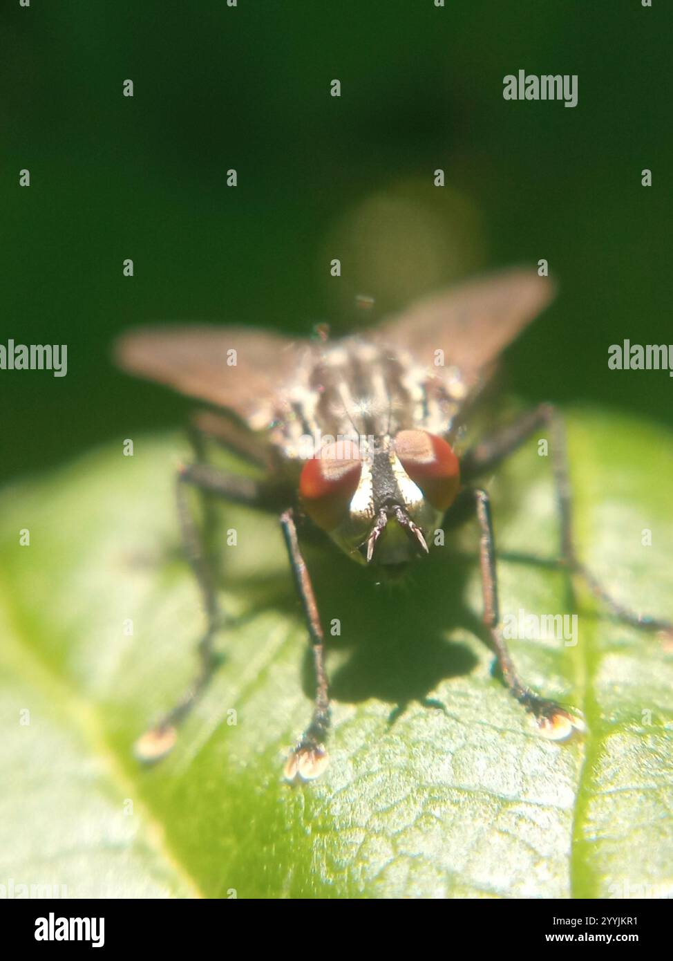 Common Flesh Flies (Sarcophaga Stock Photo - Alamy
