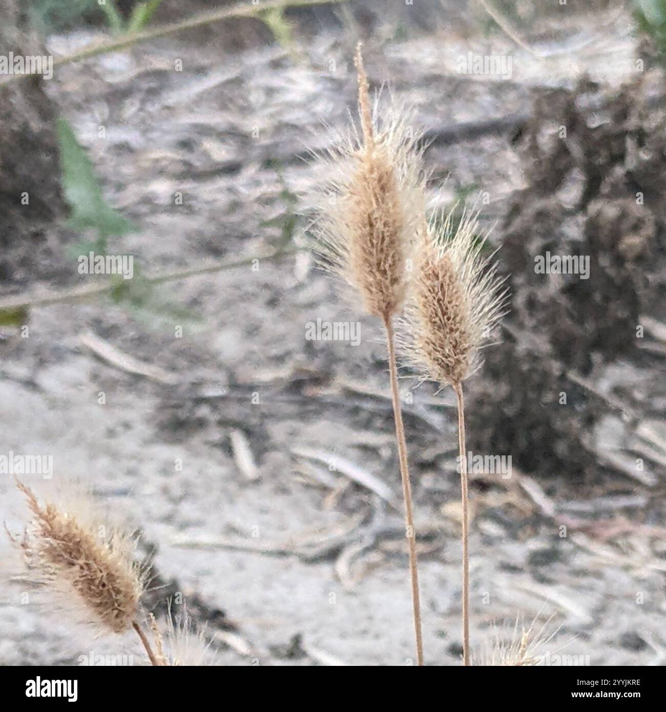 Polypogon monspeliensis hi-res stock photography and images - Alamy