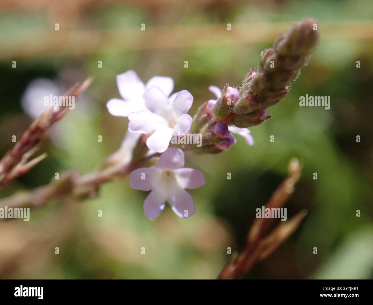 Common vervain (Verbena officinalis Stock Photo - Alamy