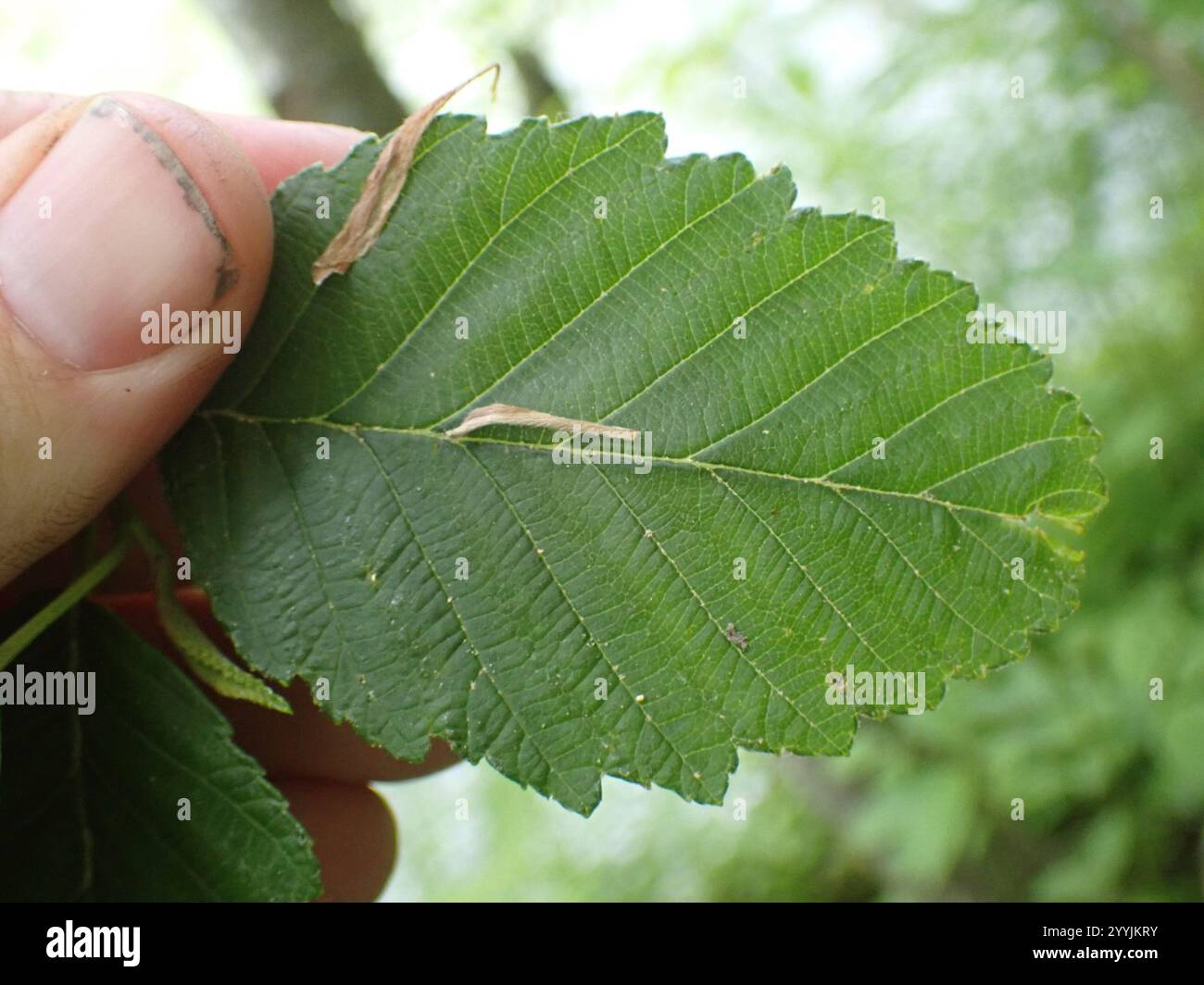 Red Alder (Alnus rubra Stock Photo - Alamy
