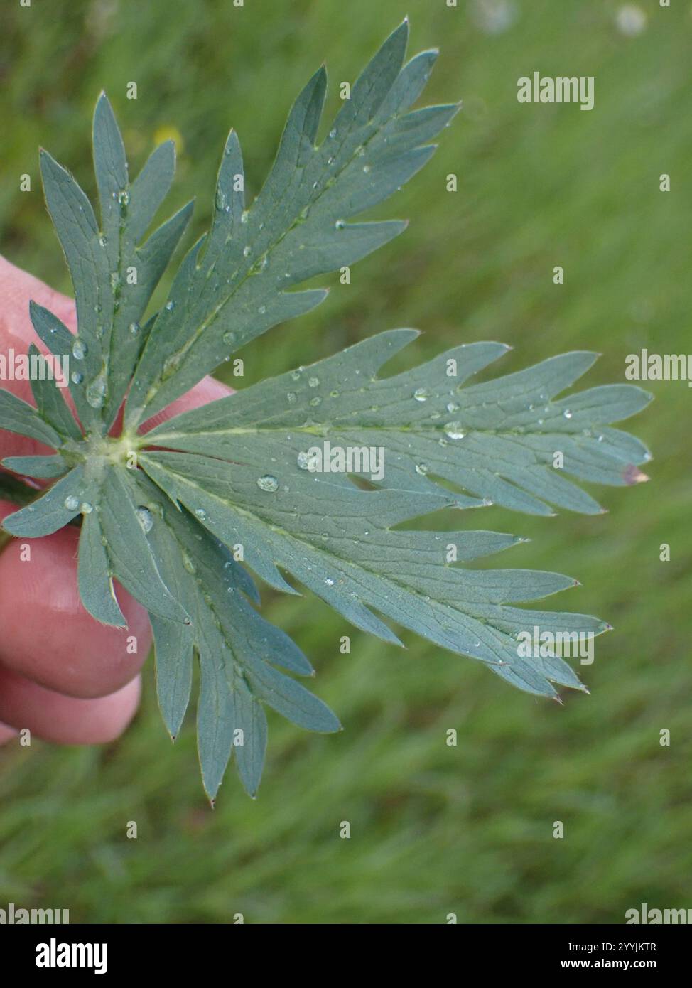 Blueleaf Cinquefoil (Potentilla glaucophylla Stock Photo - Alamy
