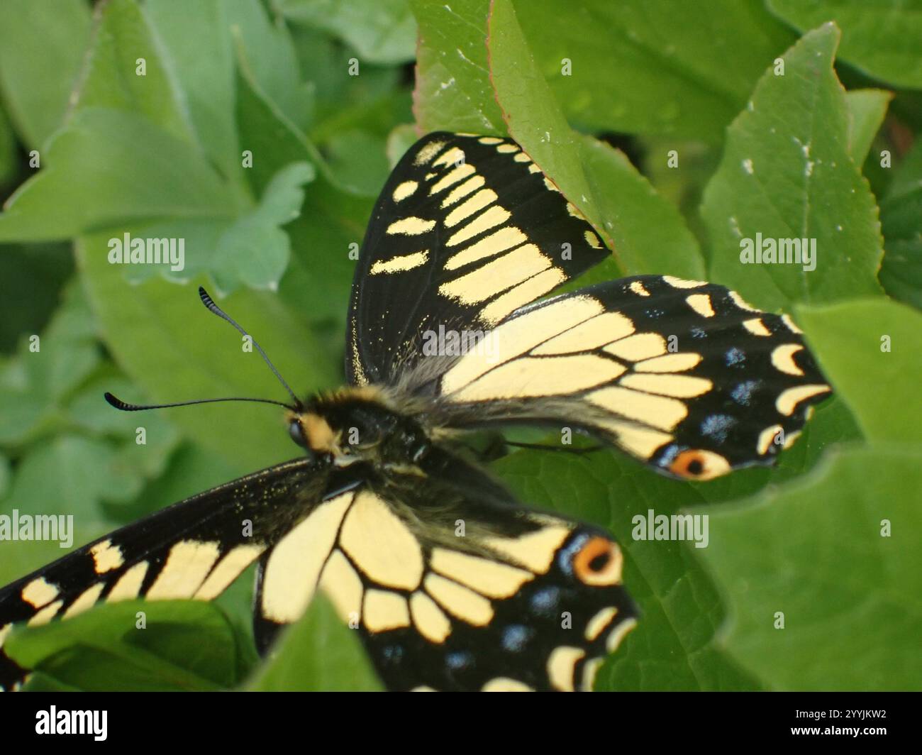 Anise Swallowtail (Papilio zelicaon Stock Photo - Alamy