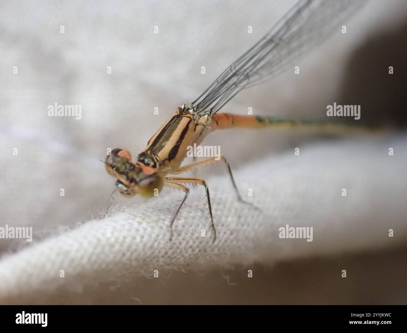 Perparva hi-res stock photography and images - Alamy