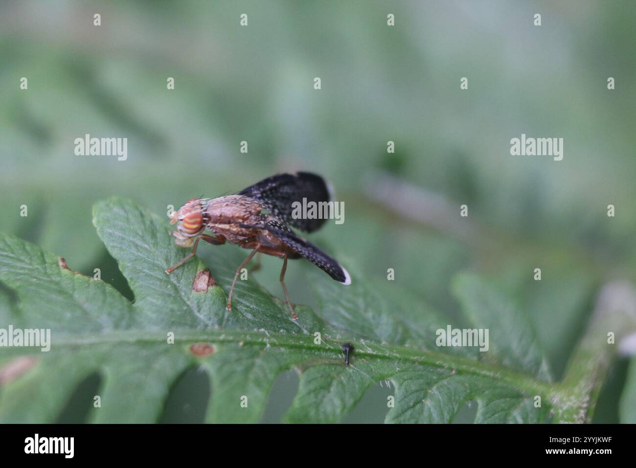 Eutreta hi-res stock photography and images - Alamy