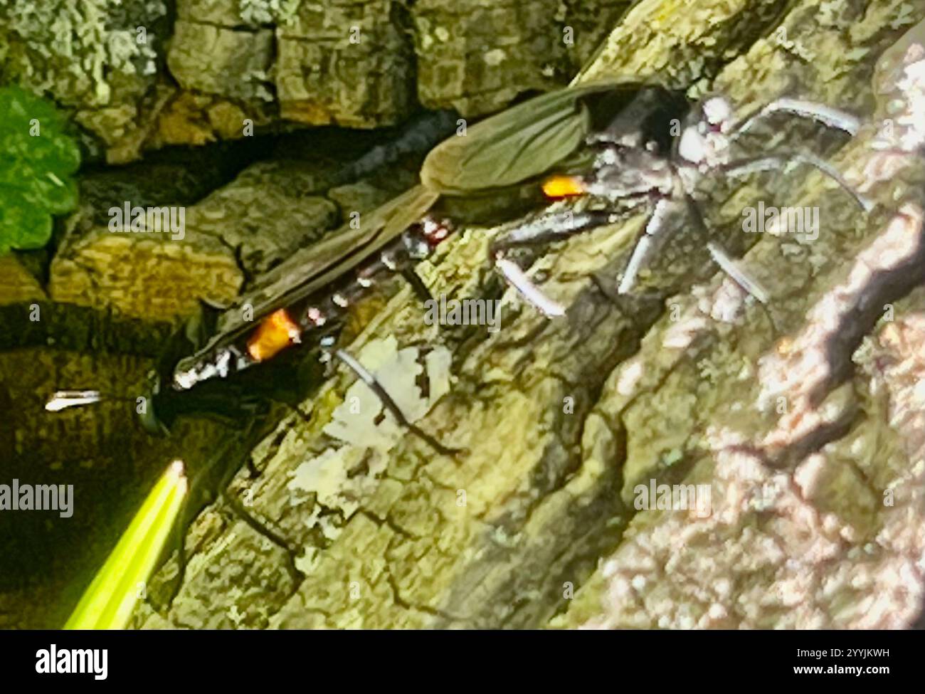 Mydas fly hi-res stock photography and images - Alamy