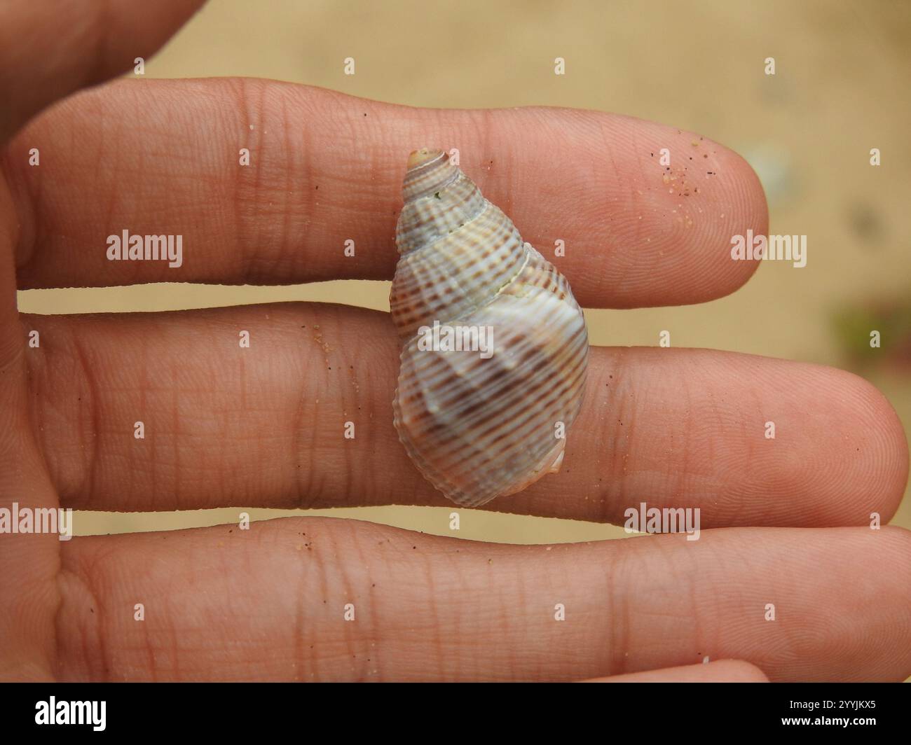 Channeled Basket Snail (Caesia fossata Stock Photo - Alamy