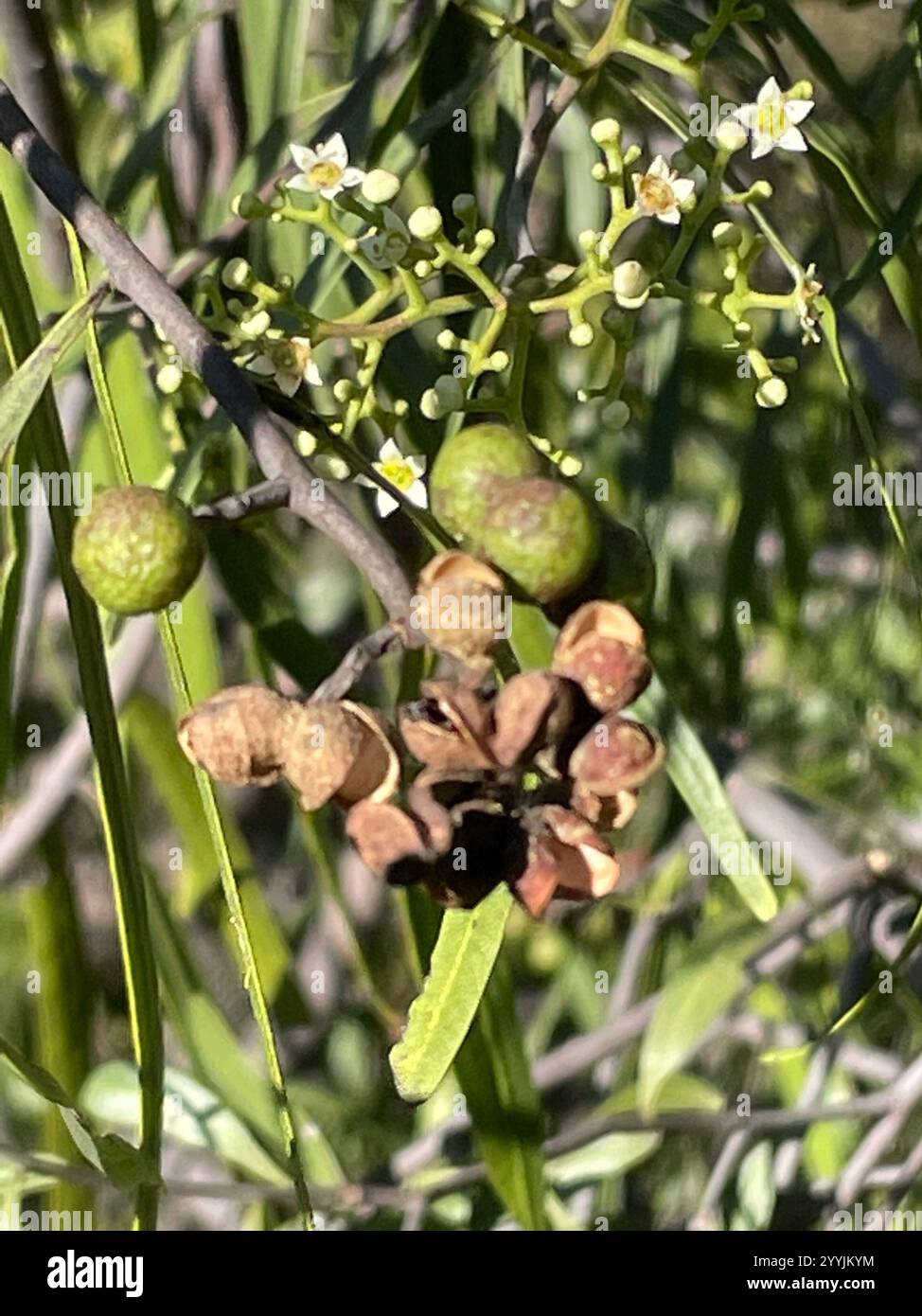 Wilga (Geijera parviflora Stock Photo - Alamy