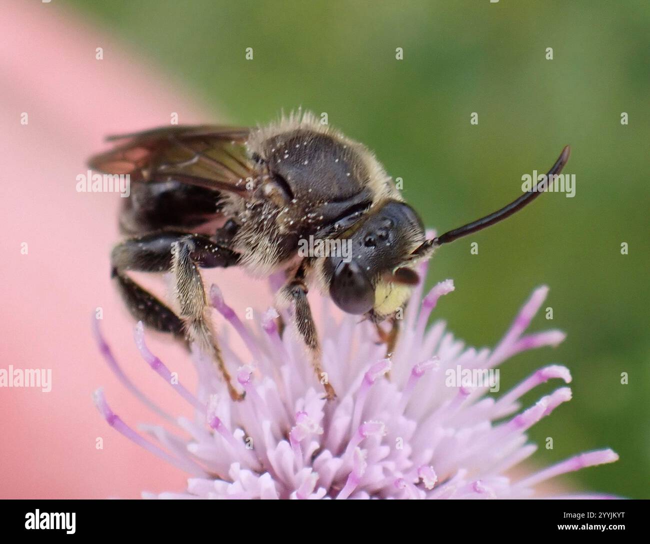 Macropis bee hi-res stock photography and images - Alamy