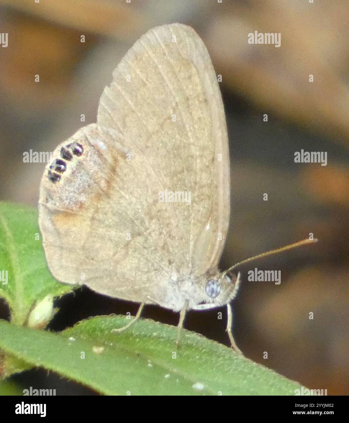 Eastern Gemmed-Satyr (Cyllopsis gemma Stock Photo - Alamy