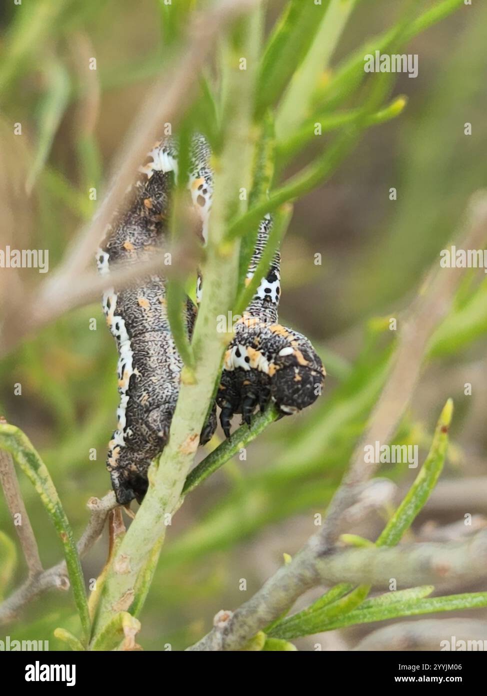 Geometer Moths (Geometridae Stock Photo - Alamy