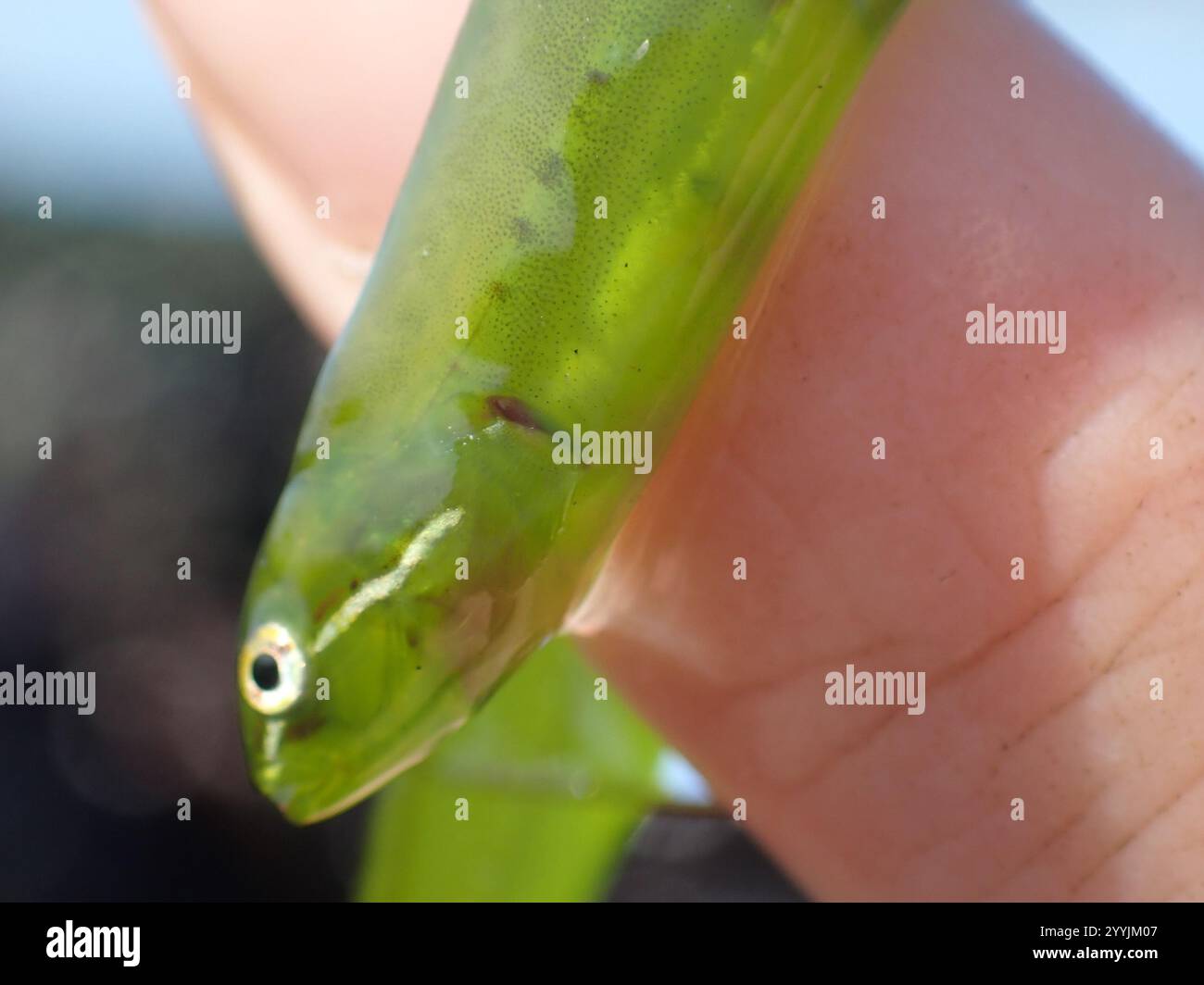 Penpoint Gunnel (Apodichthys flavidus Stock Photo - Alamy