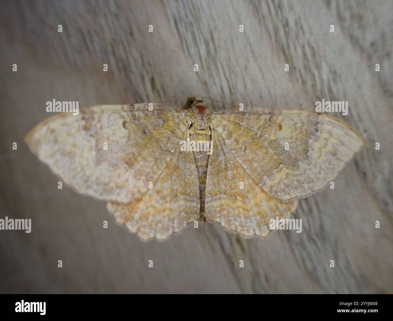 Yellow Shell Moth (Camptogramma bilineata Stock Photo - Alamy