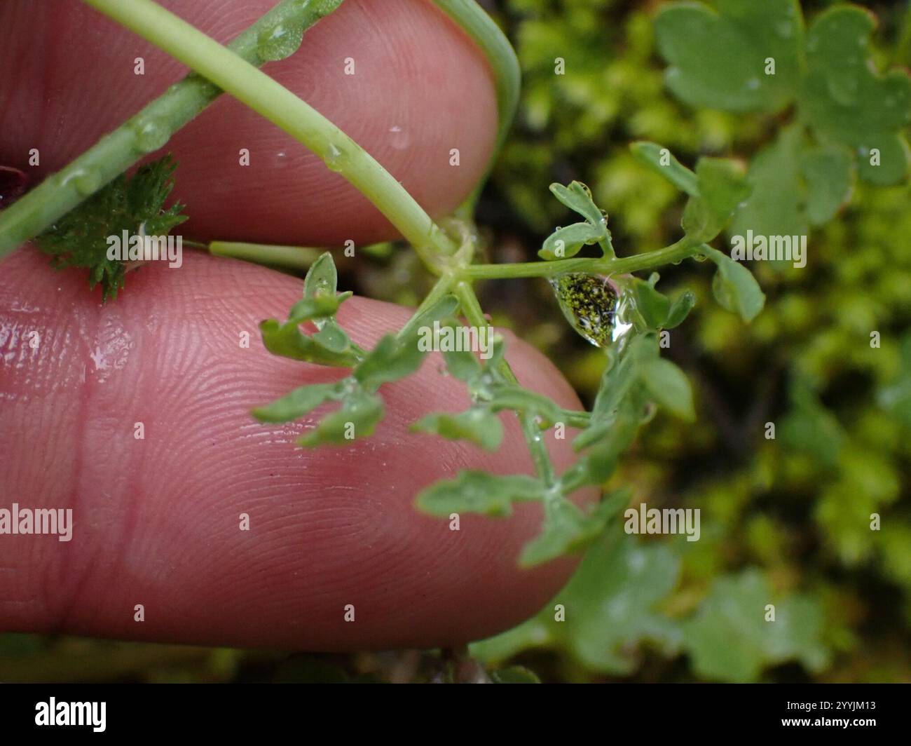 Wyeth Biscuitroot (Lomatium ambiguum Stock Photo - Alamy