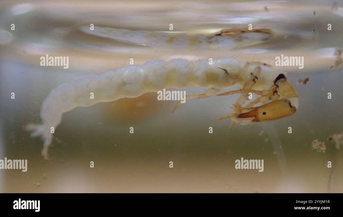 Little Black Caddisflies (Chimarra Stock Photo - Alamy