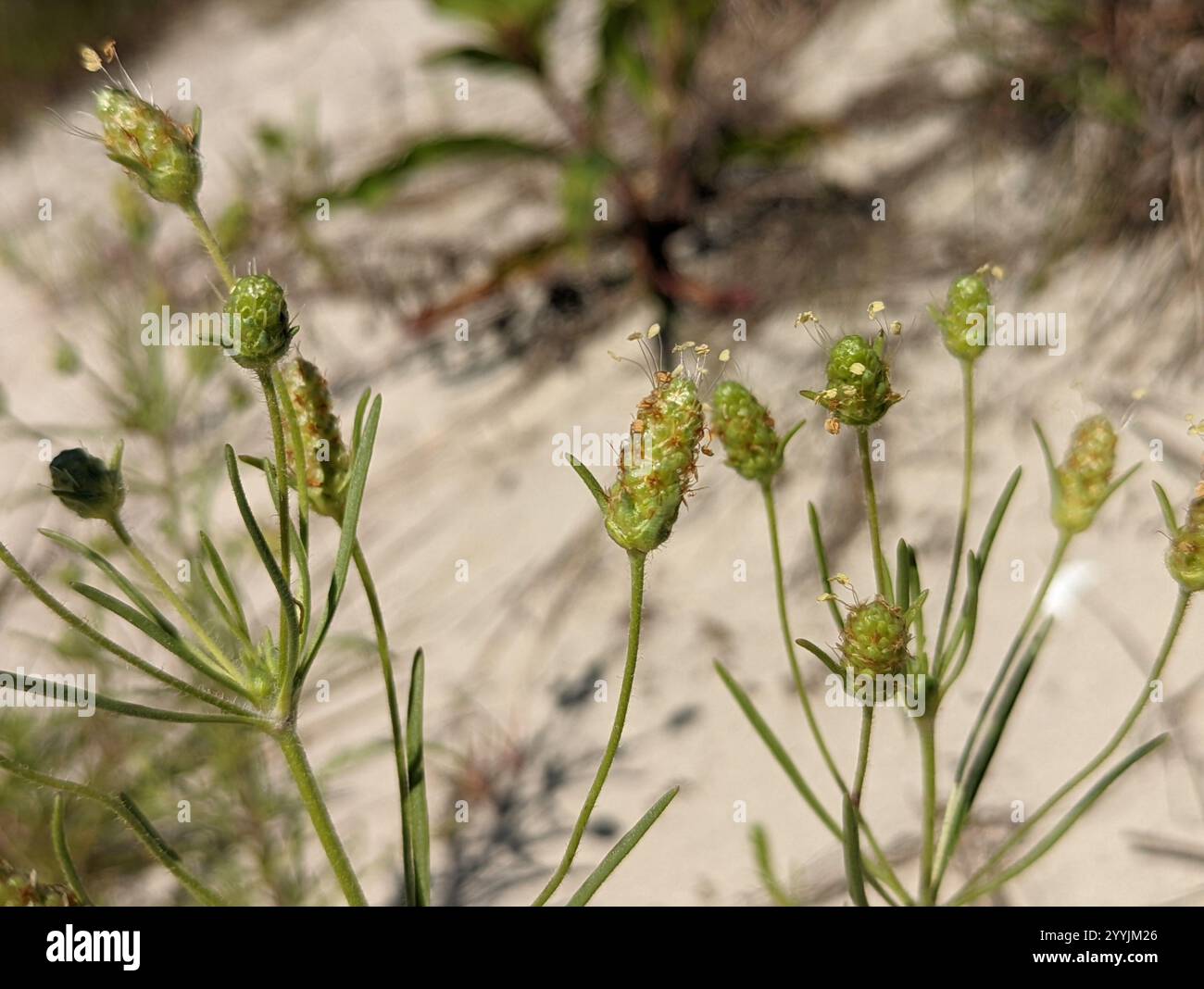 Plantago arenaria hi-res stock photography and images - Alamy