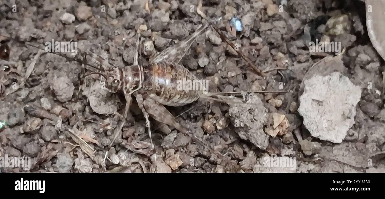 Camel Crickets, Cave Crickets, and Cave Wēta (Rhaphidophoridae Stock ...