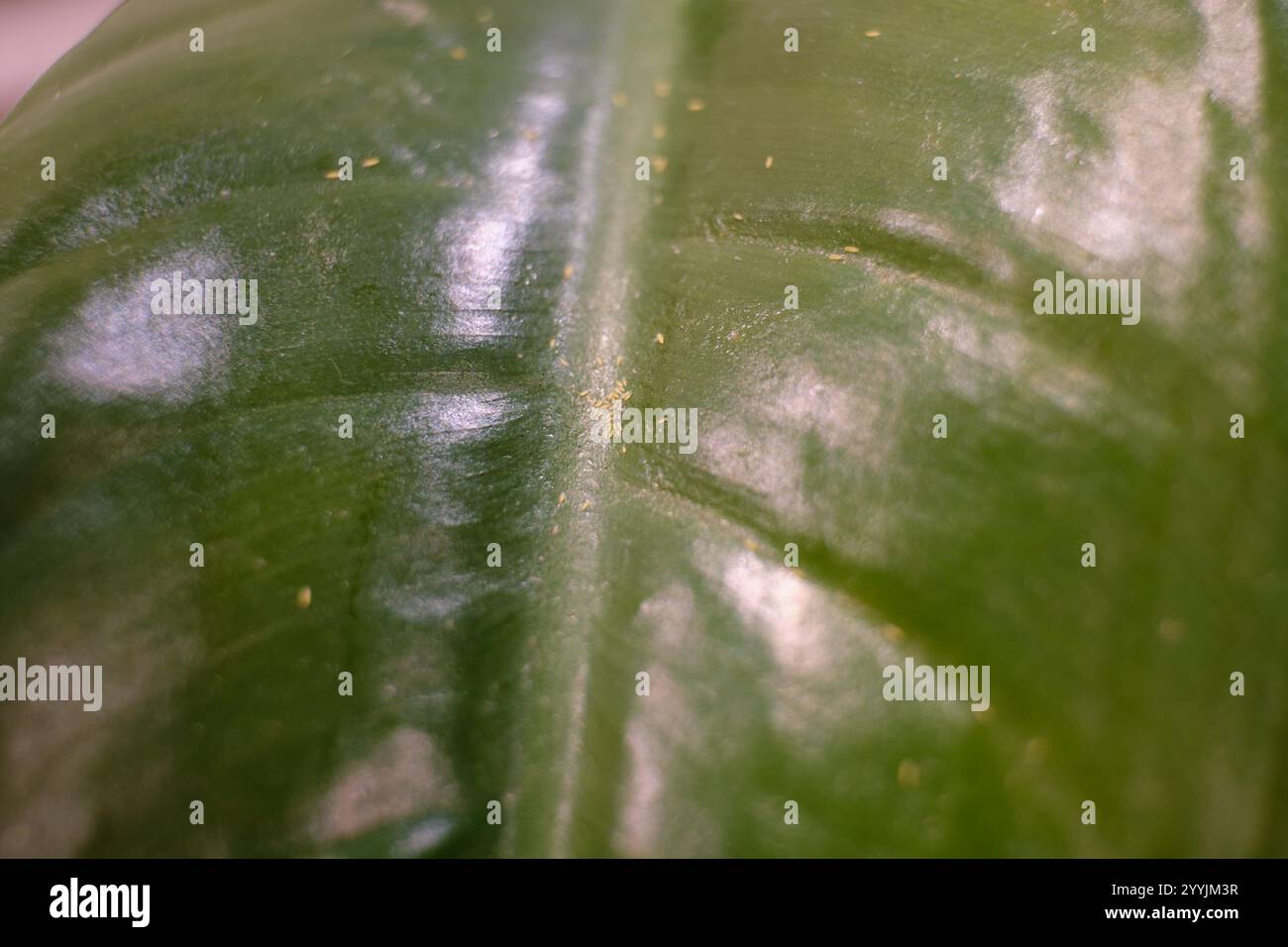 The white springtails causing an infestation on the houseplant ...