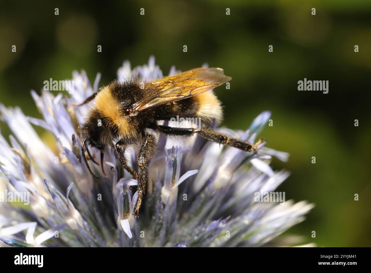 Buff-tailed Bumble Bee (Bombus terrestris Stock Photo - Alamy