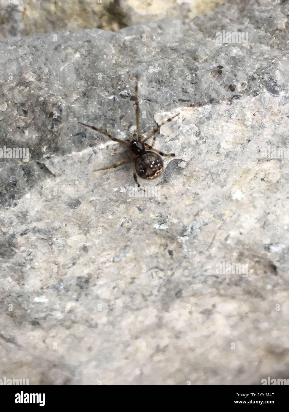 Comb-footed Spiders (Theridiidae Stock Photo - Alamy