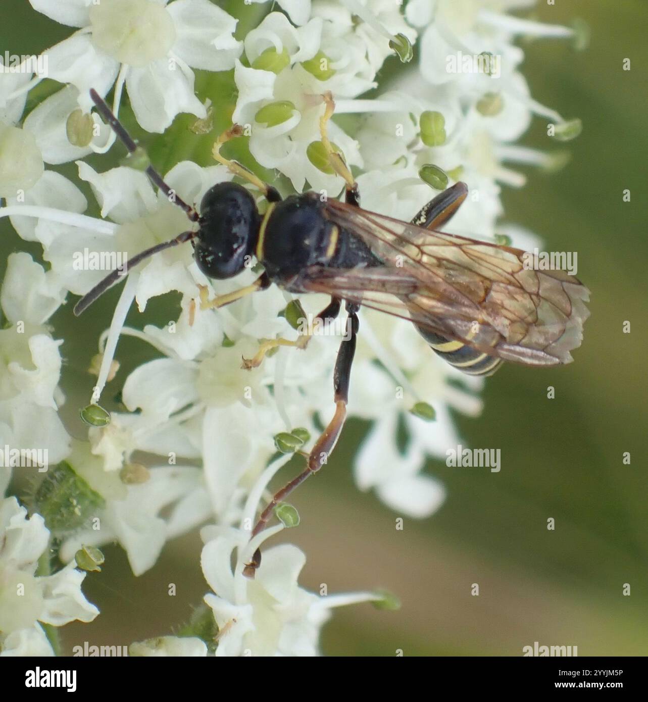 Gorytes hi-res stock photography and images - Alamy