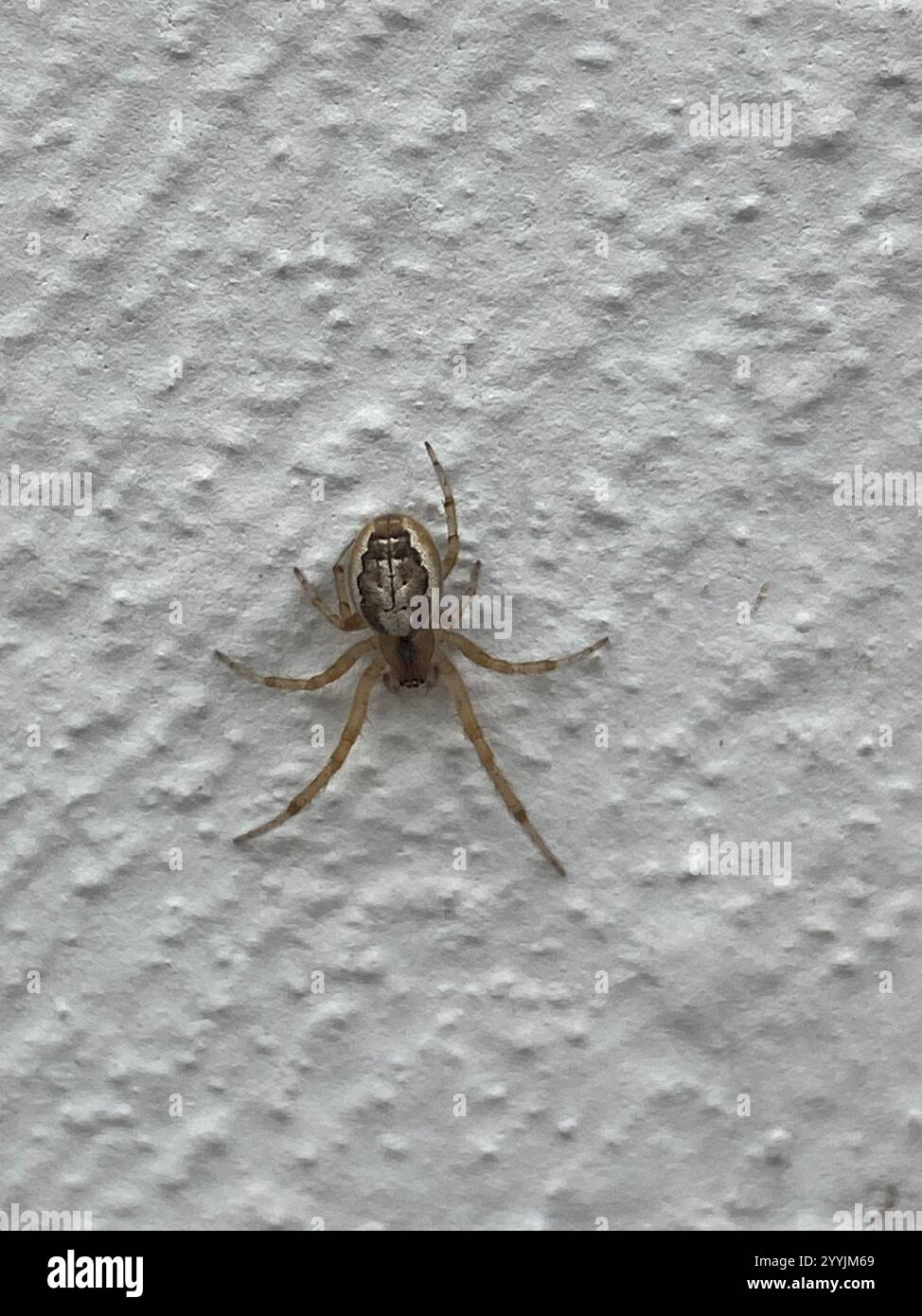Silver-sided Sector Spider (Zygiella x-notata Stock Photo - Alamy