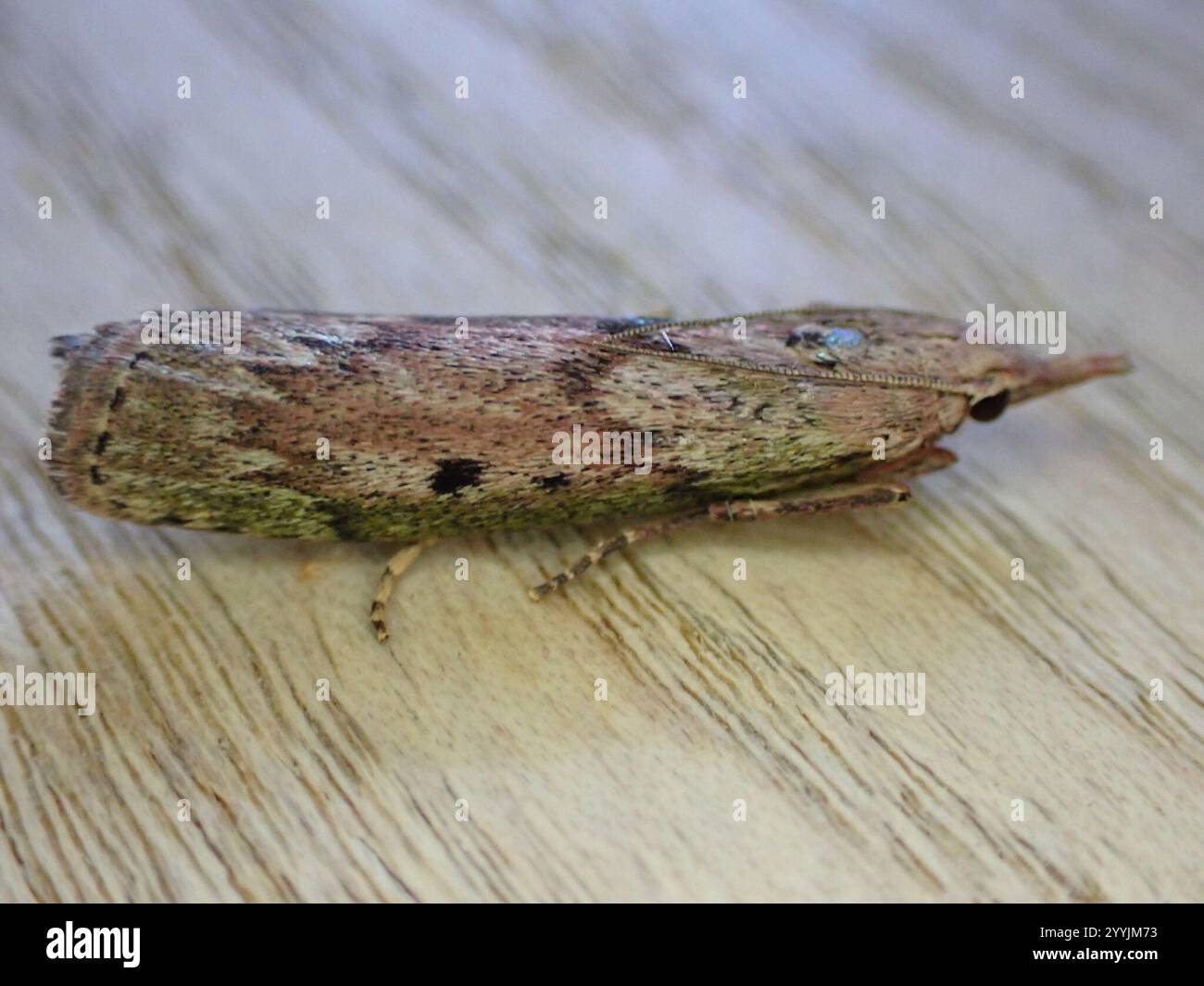 Bee Moth (Aphomia sociella Stock Photo - Alamy