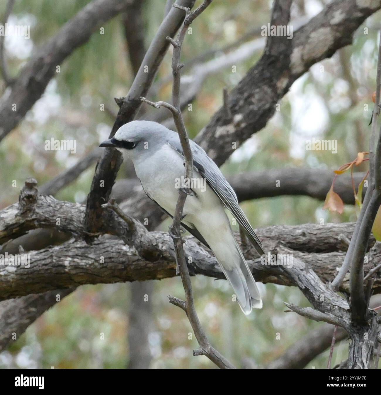 White-bellied Cuckooshrike (Coracina papuensis Stock Photo - Alamy