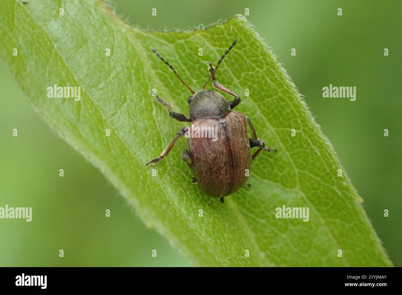 Western Grape Rootworm (Bromius obscurus Stock Photo - Alamy