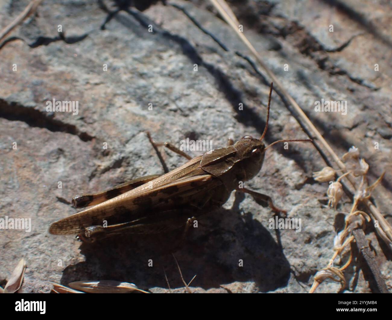 Clear-winged Grasshopper (Camnula pellucida Stock Photo - Alamy