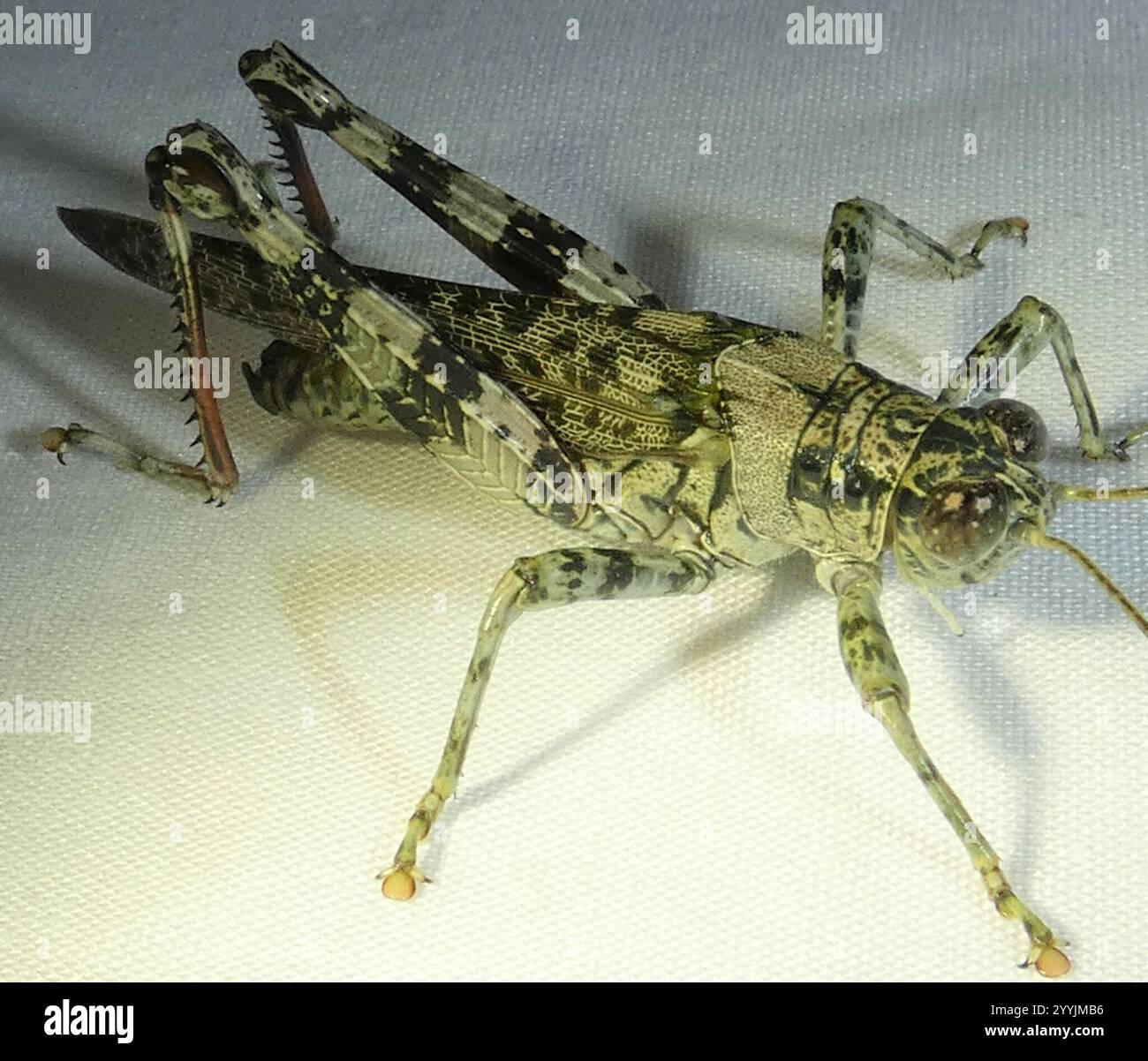 Pine tree Spur-throat Grasshopper (Melanoplus punctulatus Stock Photo ...