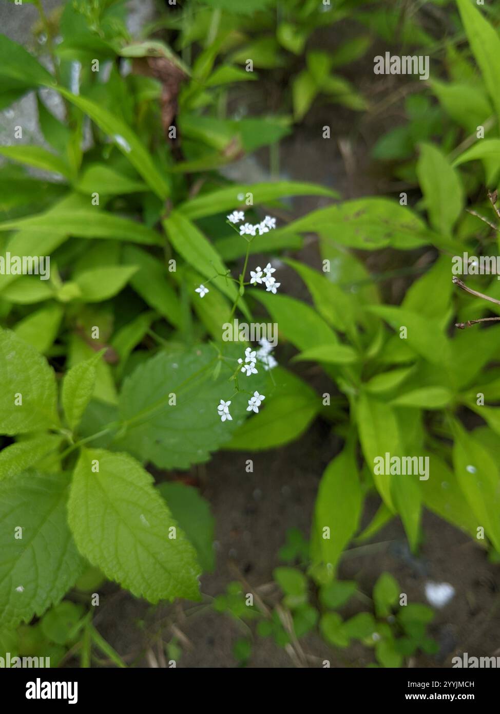 Common Marsh-bedstraw (Galium palustre Stock Photo - Alamy