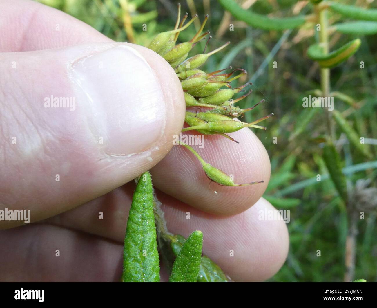 Bog Labrador Tea (Rhododendron groenlandicum Stock Photo - Alamy