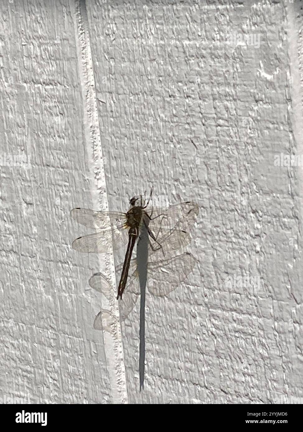 American Emerald (Cordulia shurtleffii Stock Photo - Alamy