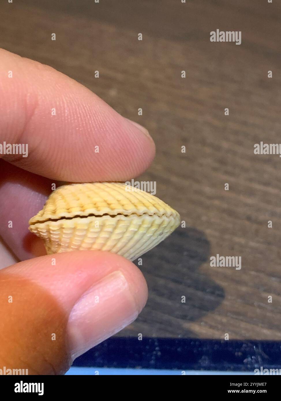 Common Cockle (Cerastoderma edule Stock Photo - Alamy