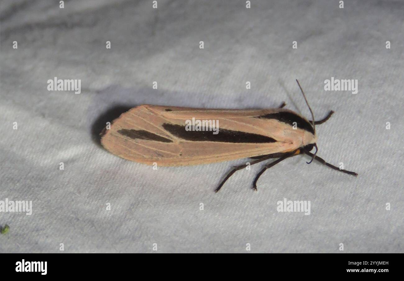 Baphomet Moth (Creatonotos gangis Stock Photo - Alamy
